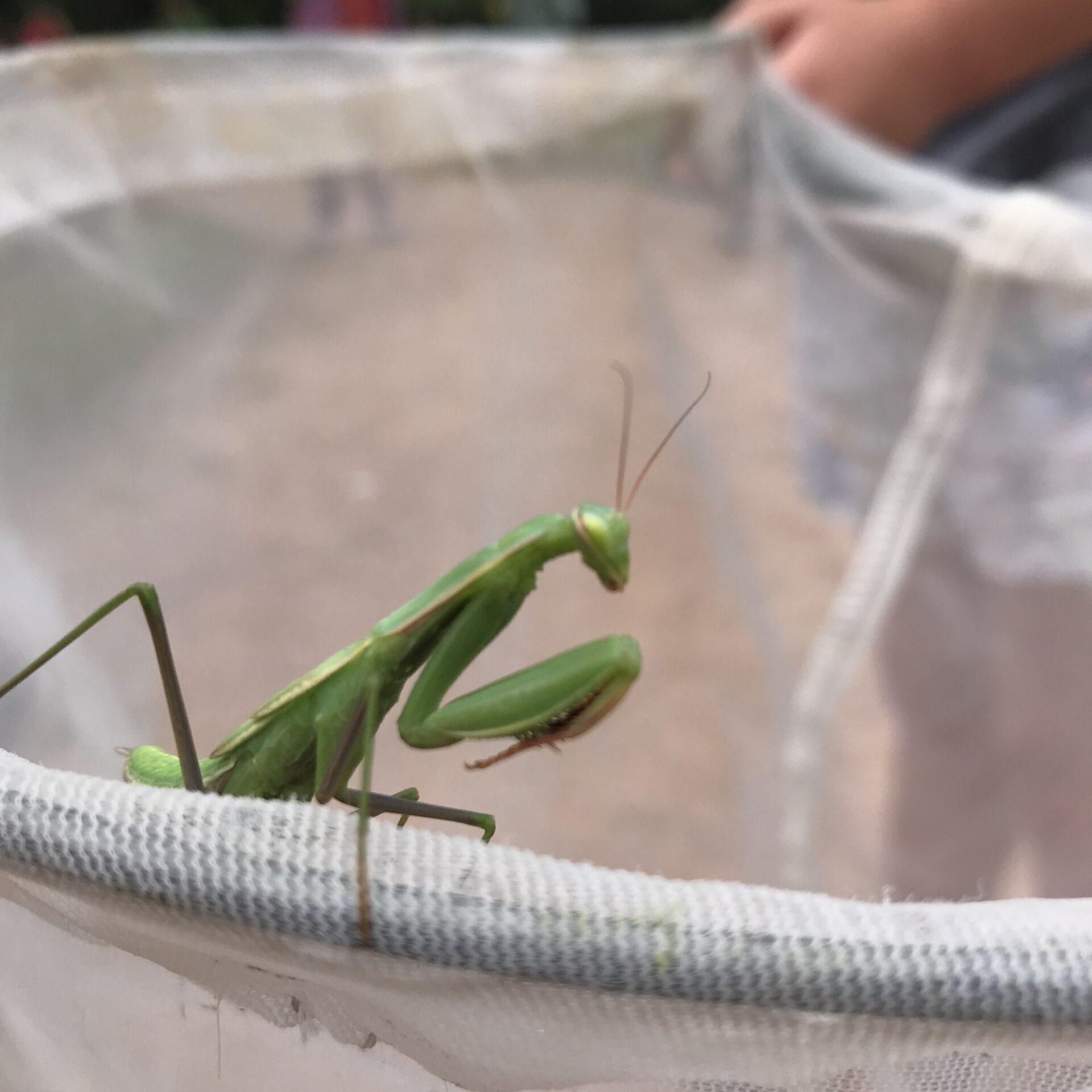 Kids' Entomology with Cronk - El Paso County Community Services