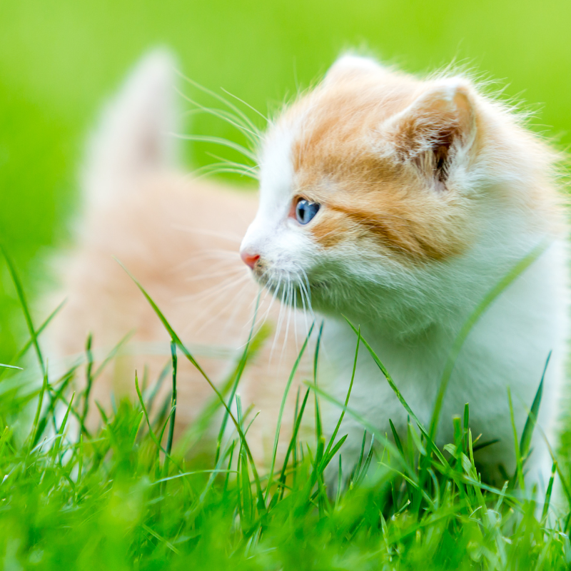 Report an Animal Bite - El Paso County Public Health