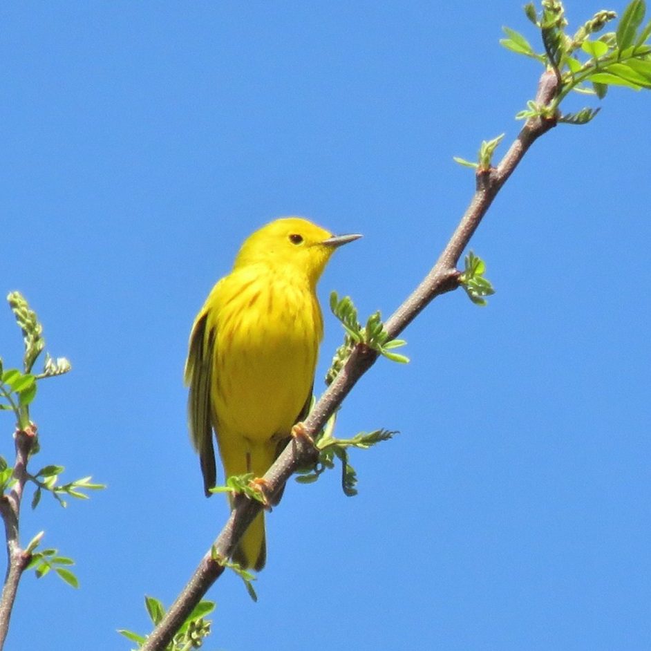 Birding by Ear - El Paso County Parks and Recreation